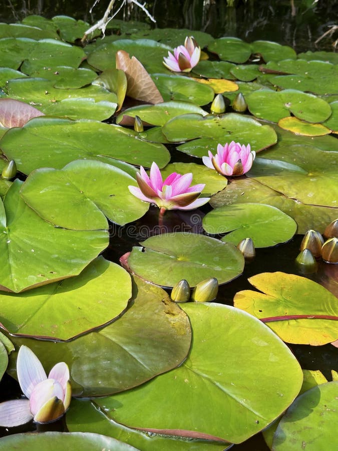 Water lily in the pond stock image. Image of switzerland - 347022521