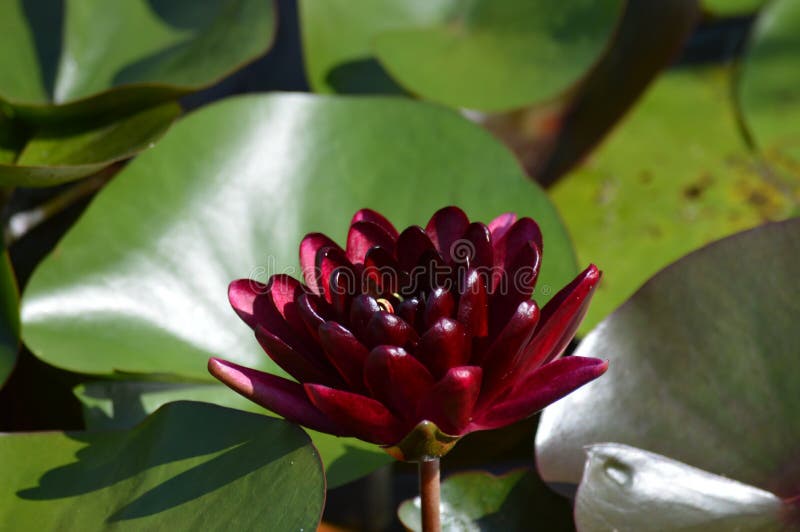 Water lily on the pond stock photo. Image of blossom - 157295000