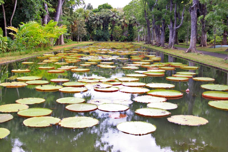 Water lily pool editorial photo. Image of pamplemous - 28508531
