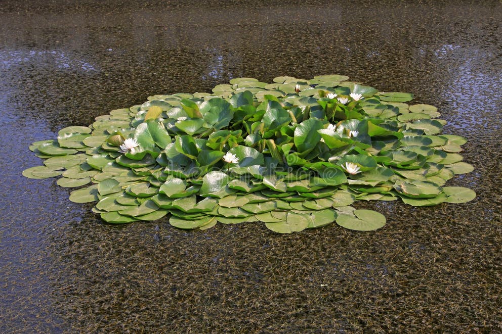 Water lily in a pool stock photo. Image of pond, plants - 383876028