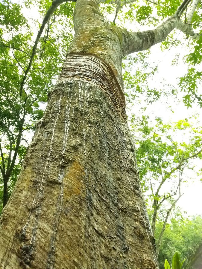 Old rubber tree stock photo. Image of spruce, deciduous - 148293306