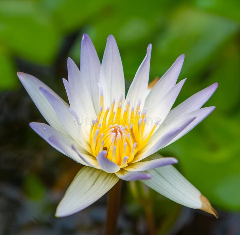 Water Lily stock image. Image of flower, flora, nature - 54846715
