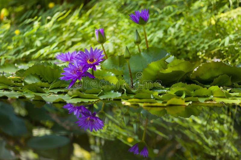 Water lily reflections stock image. Image of outdoors - 317085497