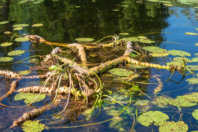 Lotus Root Underwater Stock Photos - Free & Royalty-Free Stock Photos ...