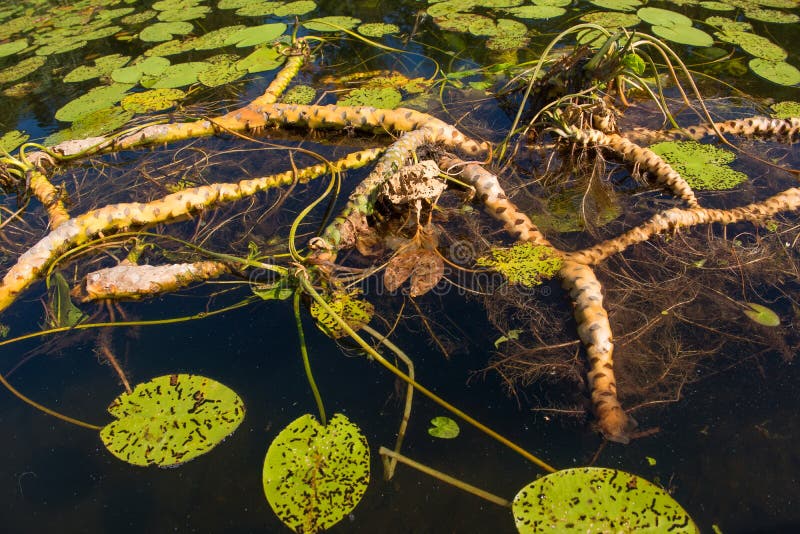Root of water plant stock image. Image of fresh, background - 20993071