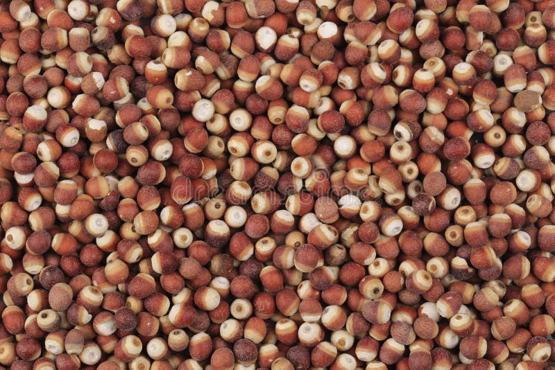 3,342 Lily Seed Photos - Free & Royalty-Free Stock Photos from Dreamstime