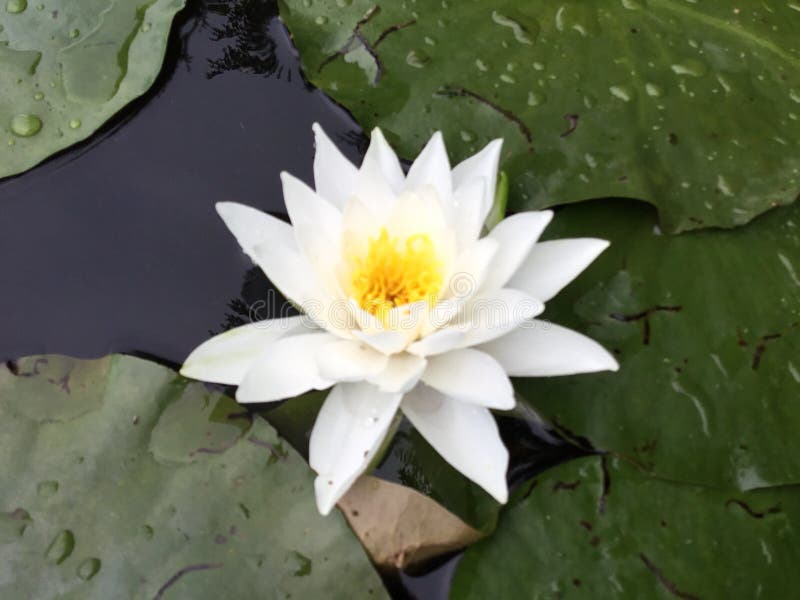 Water lily stock photo. Image of beautiful, bloom, single - 128023330