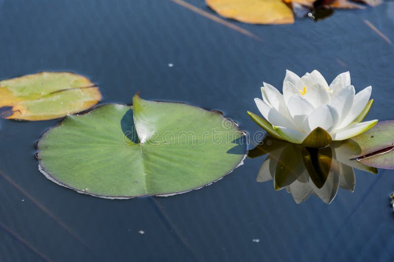 Water lily. stock photo. Image of beautiful, green, pond - 77344512