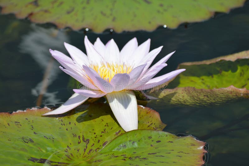 Water Lily stock image. Image of blur, petals, shade - 73301295