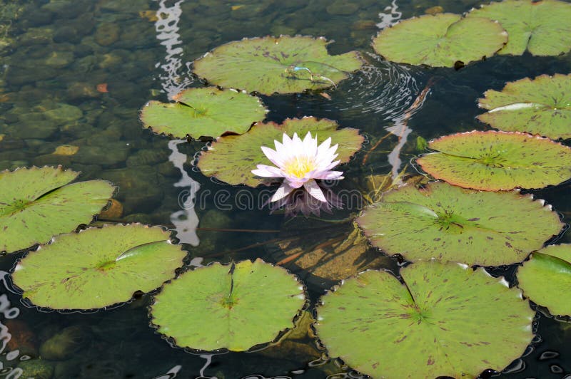 Water Lily stock image. Image of nature, open, impression - 73301543