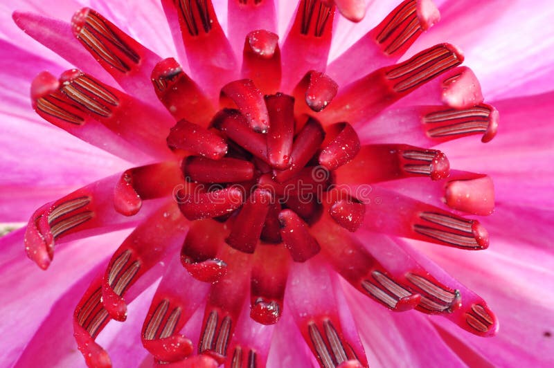 Water lily texture stock image. Image of color, colorful - 17621631