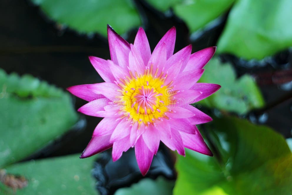 Water lily stock image. Image of lilies, beautiful, flora - 50233691