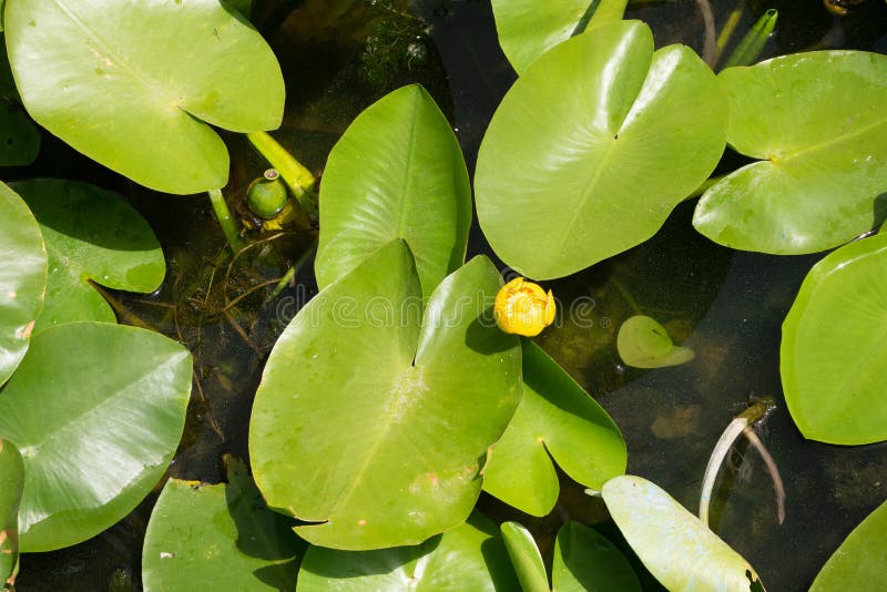 3,326 Water Lily Top View Stock Photos - Free & Royalty-Free Stock ...