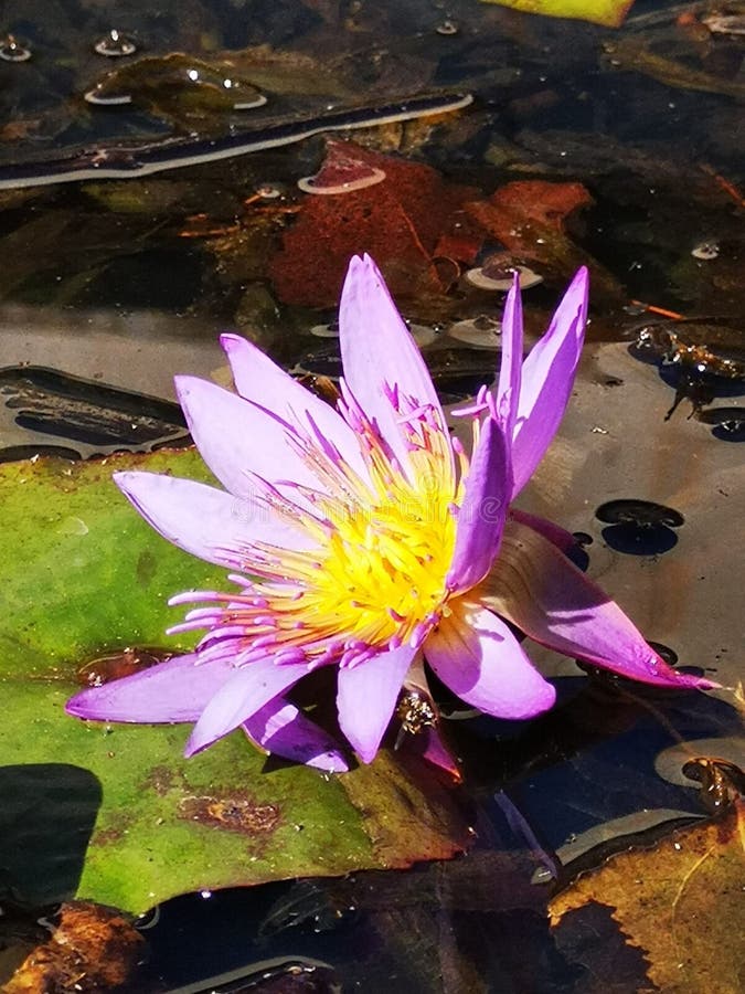 Water lily under the sun stock photo. Image of water - 359999800