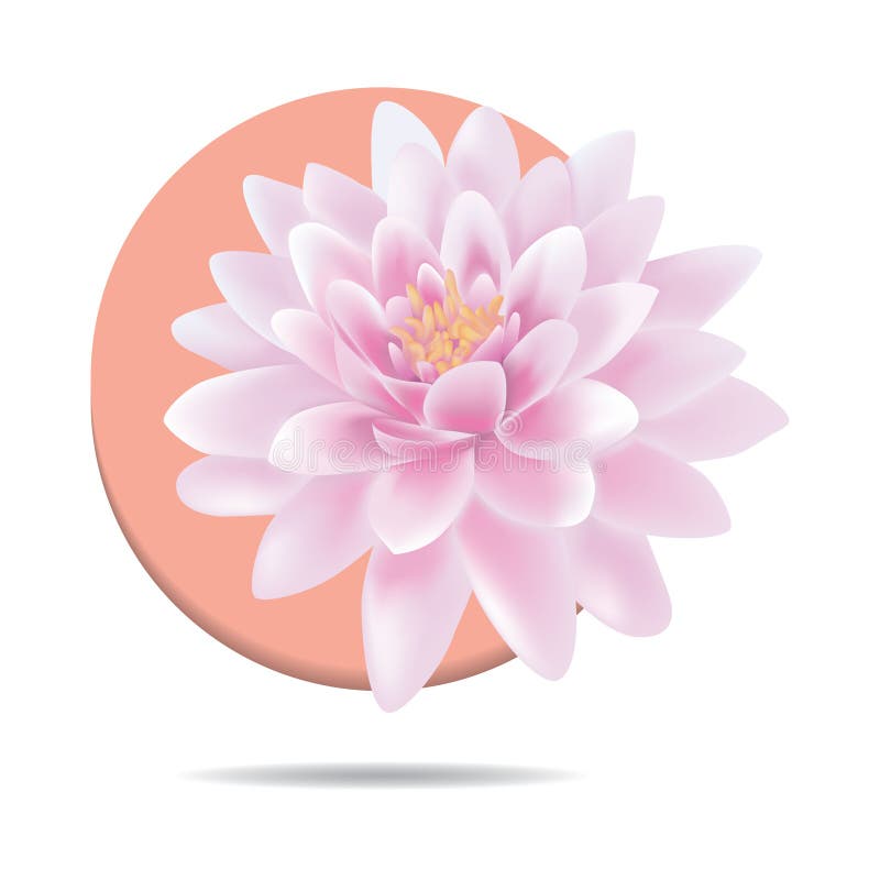 Water Lily. Vector Illustration Decorative Design Stock Vector ...