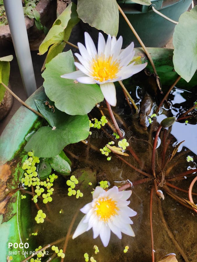 Black White Clipart India Stock Photos - Free & Royalty-Free Stock ...