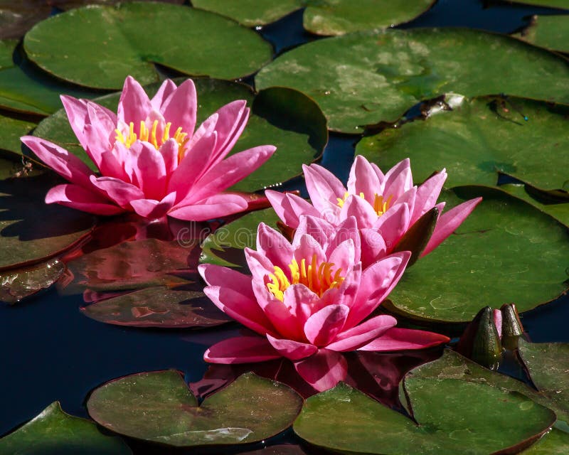 246 Magenta Water Lilies Stock Photos - Free & Royalty-Free Stock ...