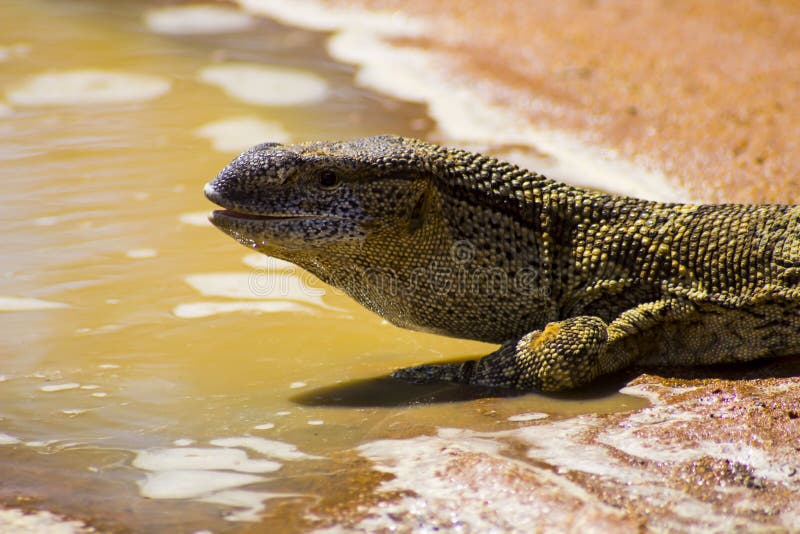 Water Lizard Drinking Water on the Ground Stock Image - Image of child ...