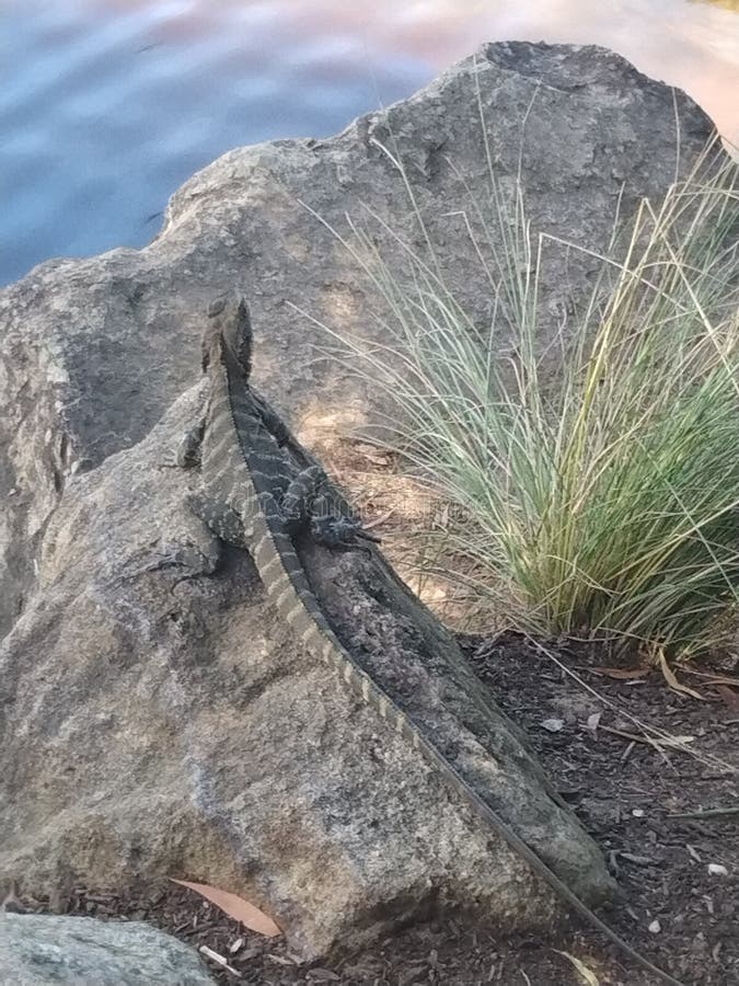 A Water Lizard on a Rock stock image. Image of water - 252205245