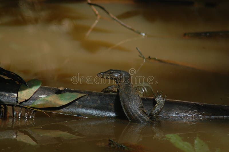Water lizard stock image. Image of water, marsh, monster - 39780995
