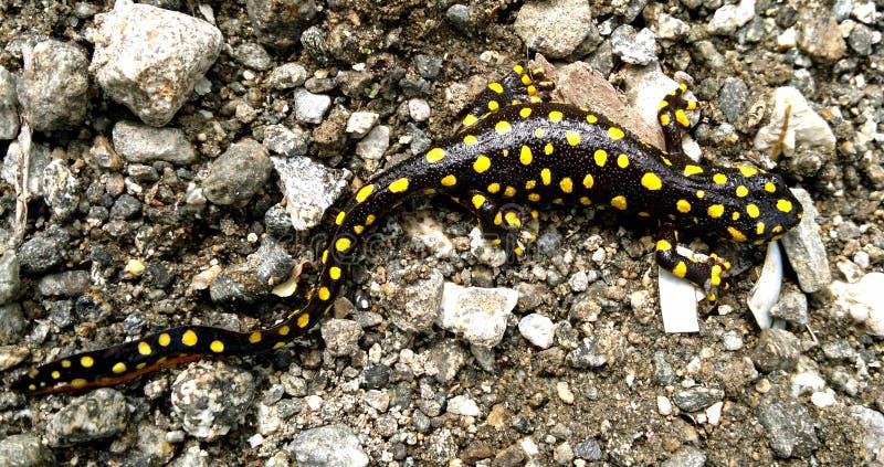 Water lizardt stock image. Image of claw, danger, rare - 34951291
