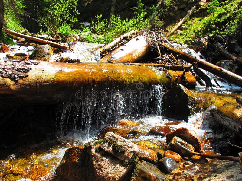Water Log stock photo. Image of green, foliage, environmental - 48648538