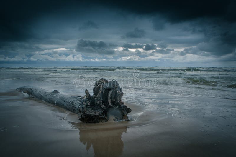Water Log stock image. Image of waves, tree, sand, blue - 57833461