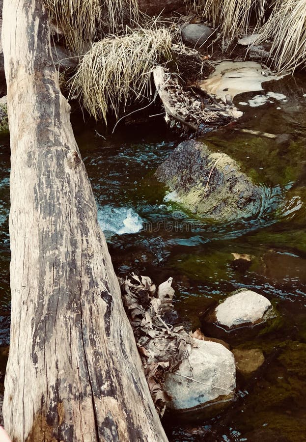 Water log stock image. Image of river, trail, water - 111285485