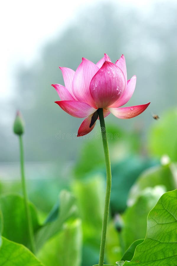 Water lotus stock photo. Image of lotus, petals, gentle - 4626874