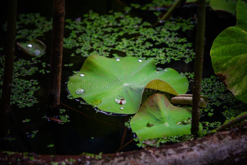 Water on lotus leaf stock image. Image of plants, beaded - 150444613
