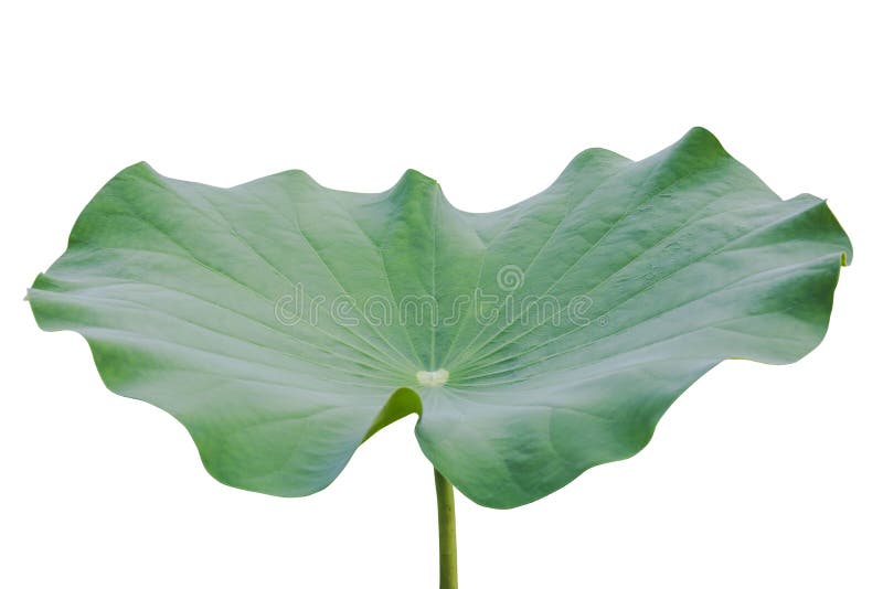 Water on lotus leaf stock photo. Image of heart, nature - 80522690