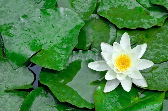 Water lotus wallpaper stock image. Image of nature, lake - 5257451