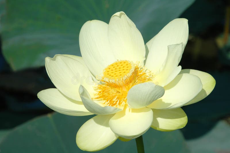1,626 White Lotus Stalk Water Stock Photos - Free & Royalty-Free Stock ...