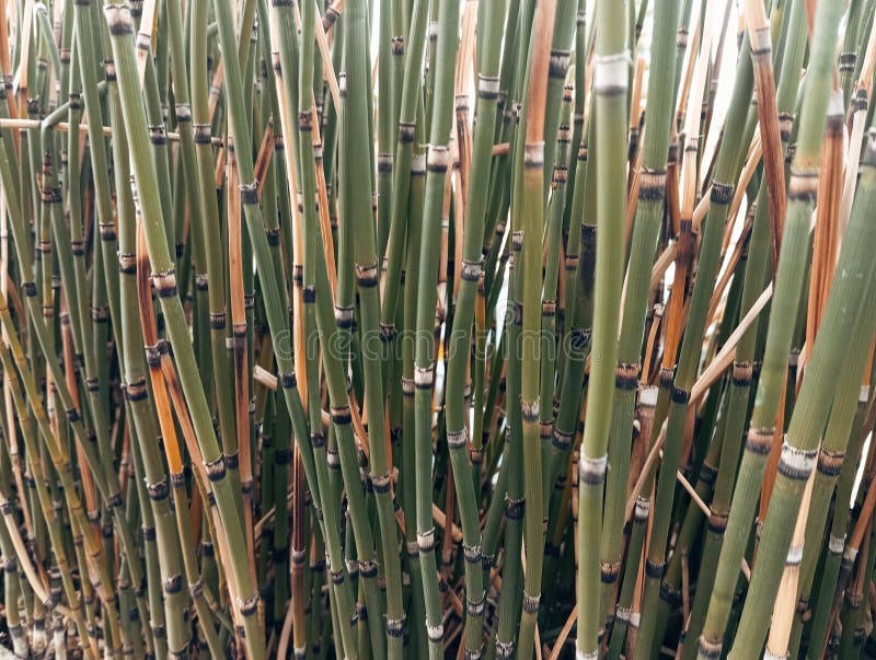 Water Lucky Bamboo Tree, Asian Bamboo Stock Photo - Image of bamboo ...