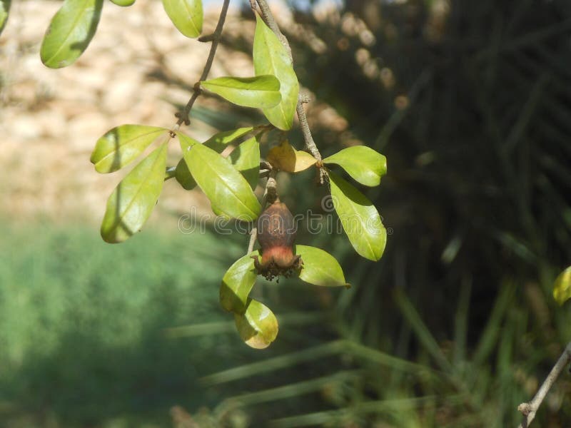 Water Makes Trees More Beautiful Stock Photo - Image of yellow, leaf ...