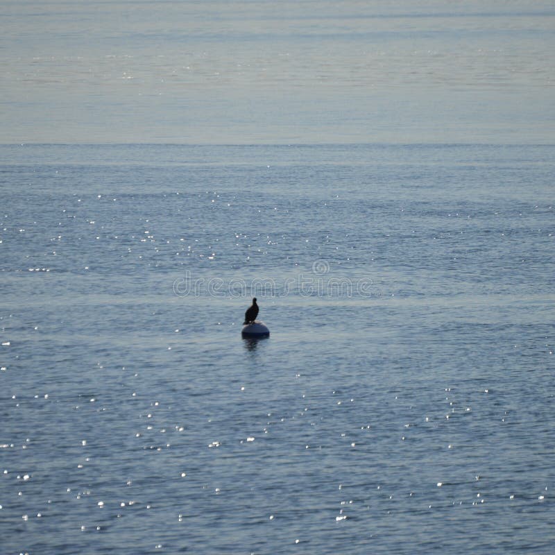 The bird up on the marker stock image. Image of sand - 344638669