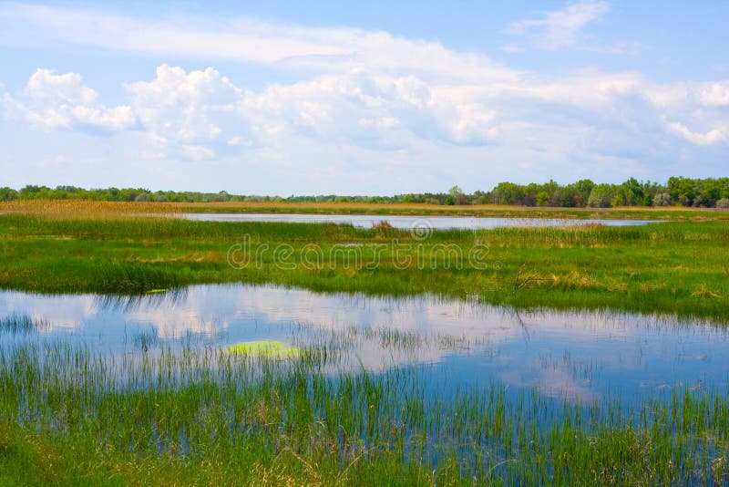 Water meadow stock image. Image of country, forest, fresh - 17596259