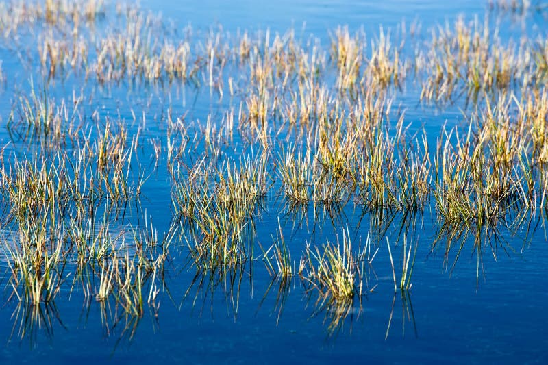 Samphire Plants on Rock Beach Stock Image - Image of coast, evening ...
