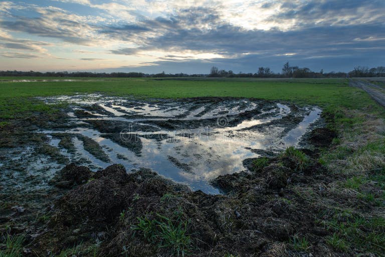 Water on the Meadow at the Manure Storage Site and the Evening Sky ...