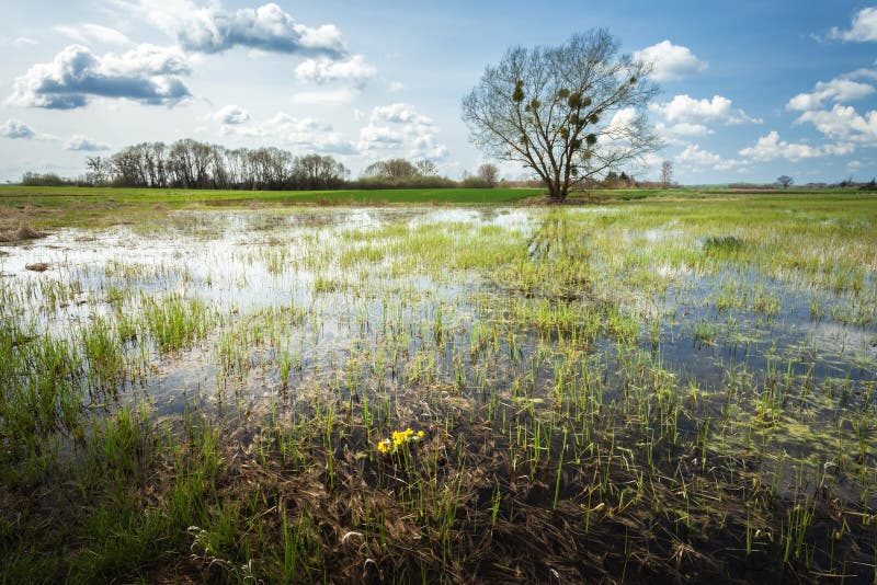 Water in the Meadow on a Spring Day Stock Image - Image of rural ...