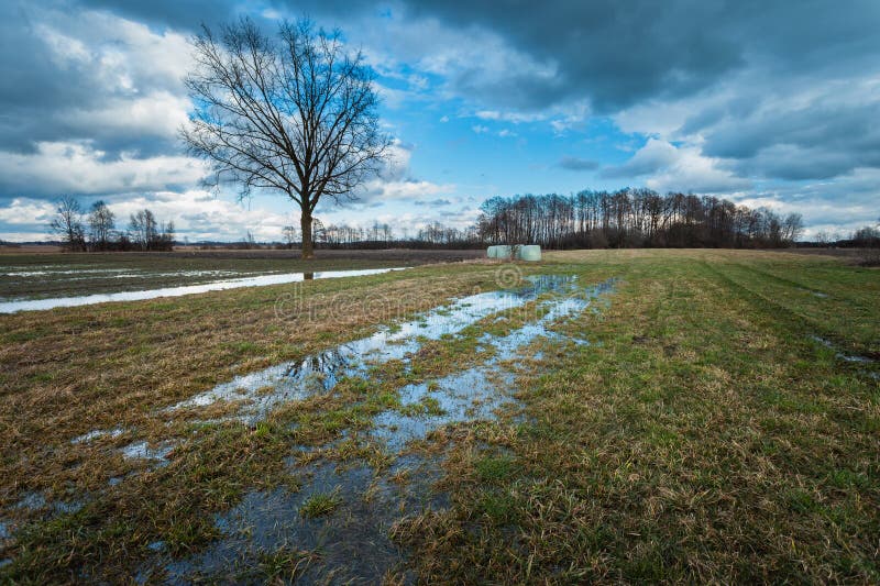 Water in a Meadow with Trees after a Rainstorm Stock Image - Image of ...