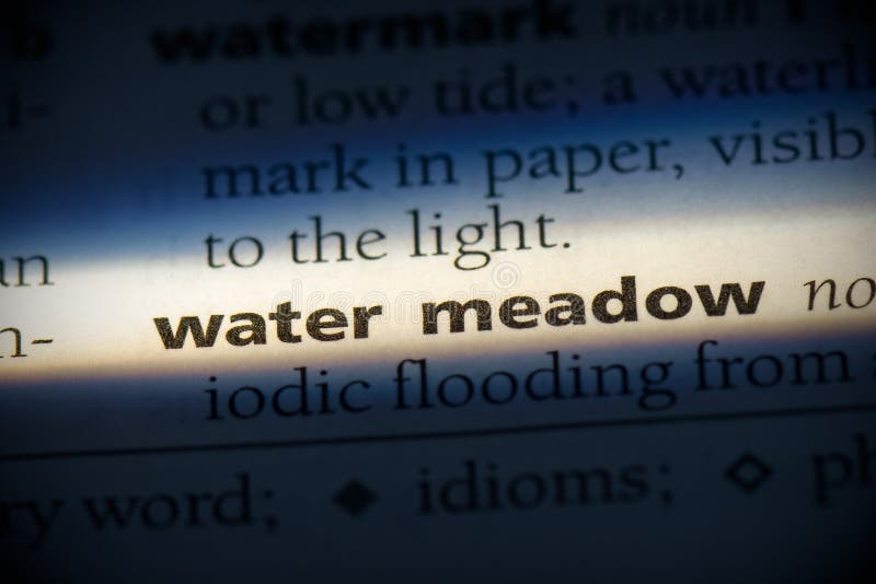 Water meadow stock photo. Image of page, close, detail - 161574754