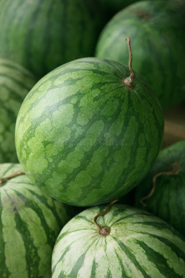 Water melon stock photo. Image of fresh, round, circle - 12965908
