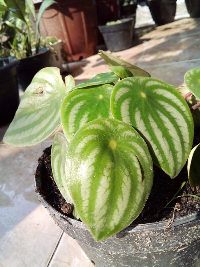 Water melon flowers stock photo. Image of flowers, vegetable - 234778860