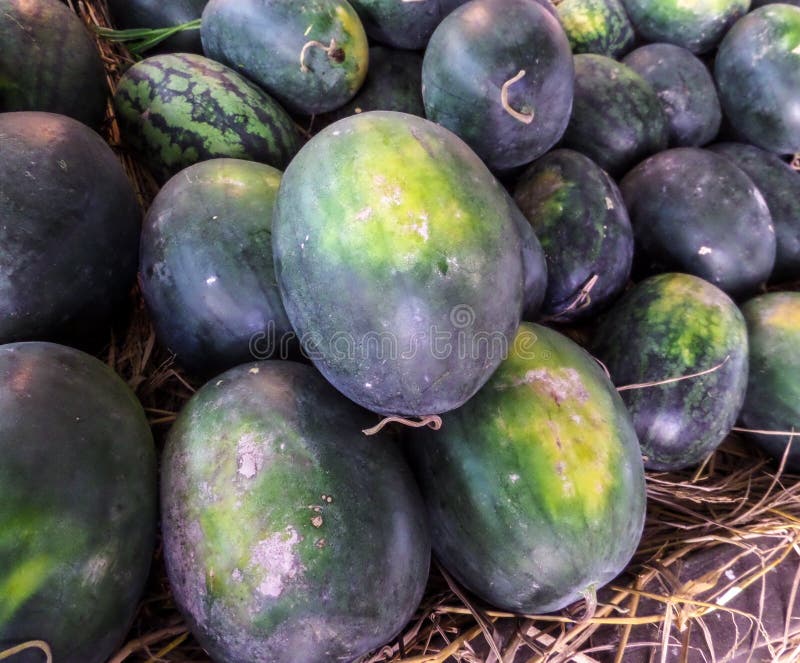 Water Melon Fruit Bulk In Fresh Market, Big Ellipsoid-shaped And Green ...