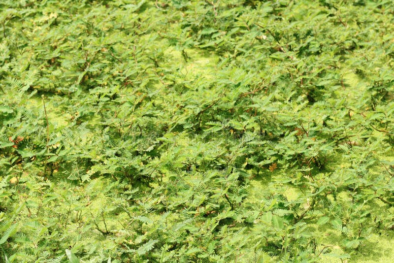 Water mimosa stock image. Image of flower, food, freshness - 73031555