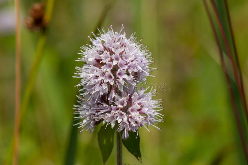 Water mint mentha aquatica stock image. Image of macro - 211018871