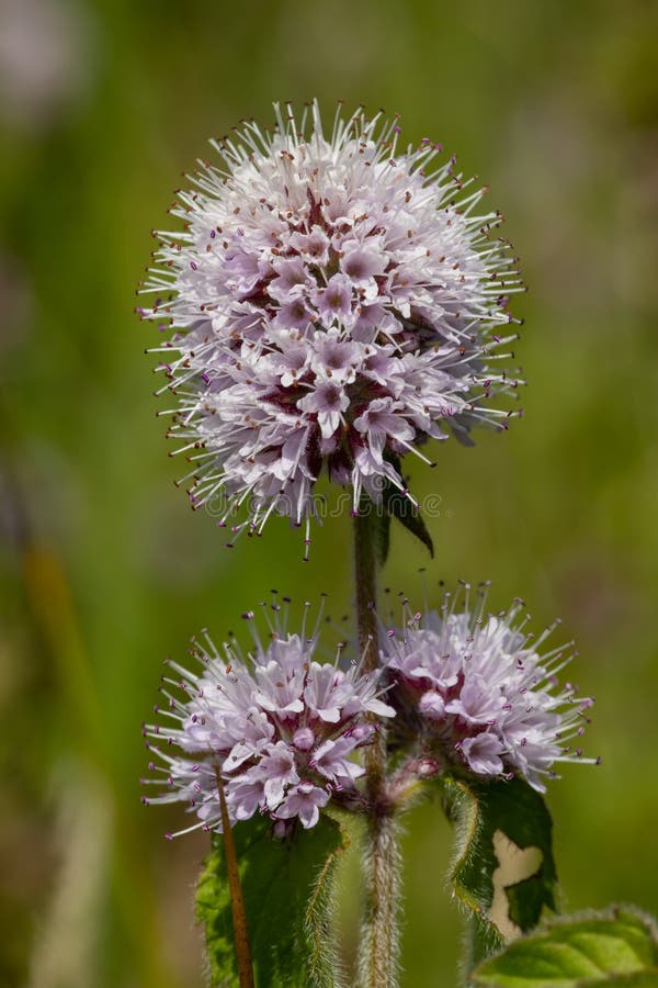Water mint mentha aquatica stock photo. Image of growth - 211019384