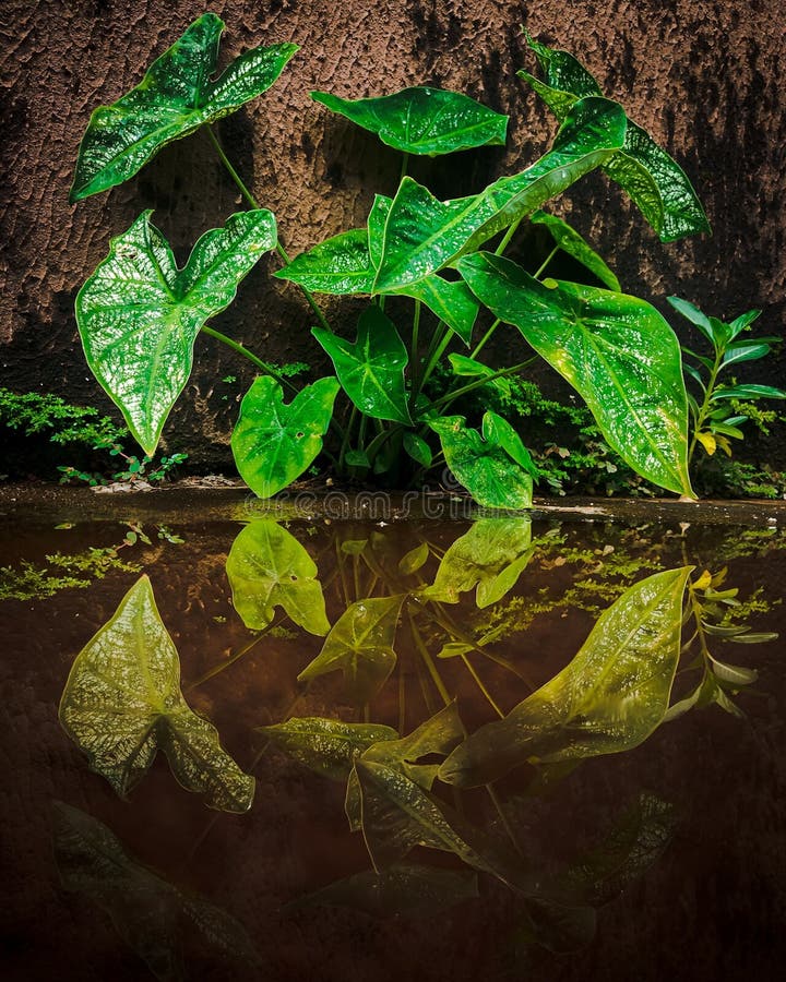 Mirror and Plant with Large Green Leaves in Pot O Stock Image - Image ...