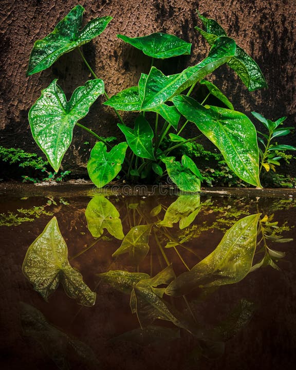 Water mirror plant stock image. Image of green, garden - 211109607